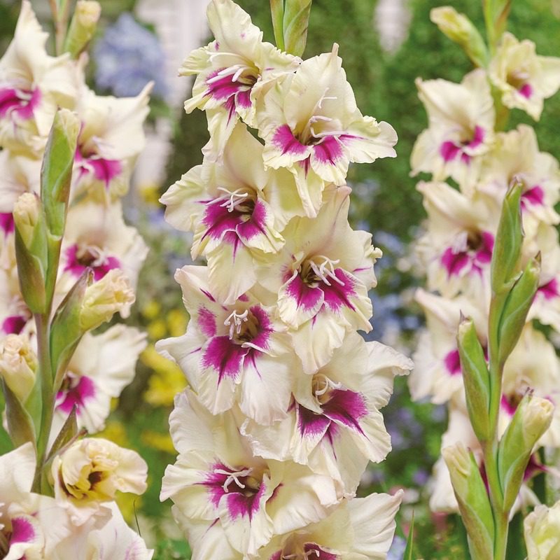 Gladiola Amber