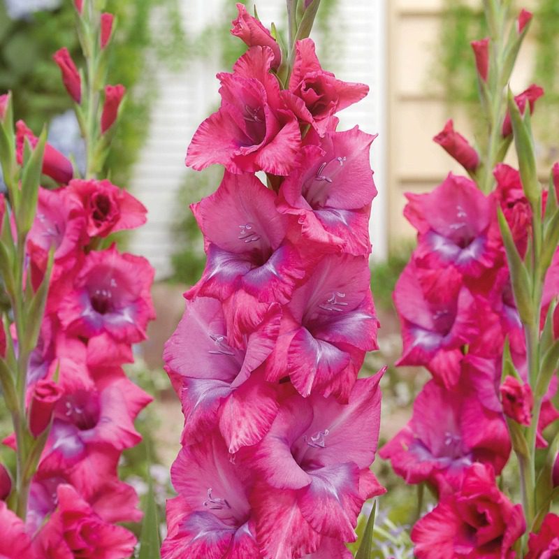 Gladiola Lamier