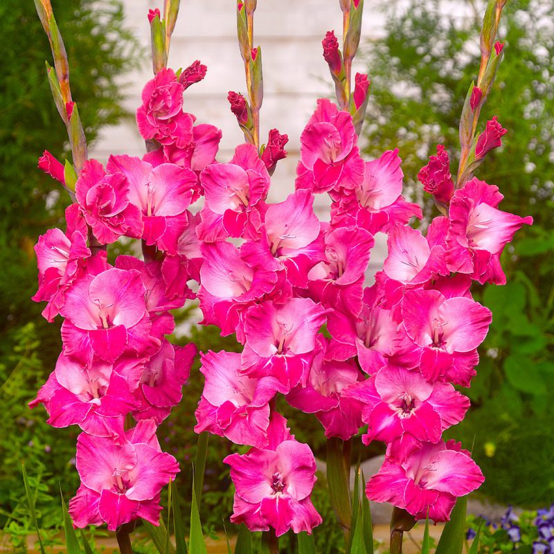 Gladiola Roze bajka