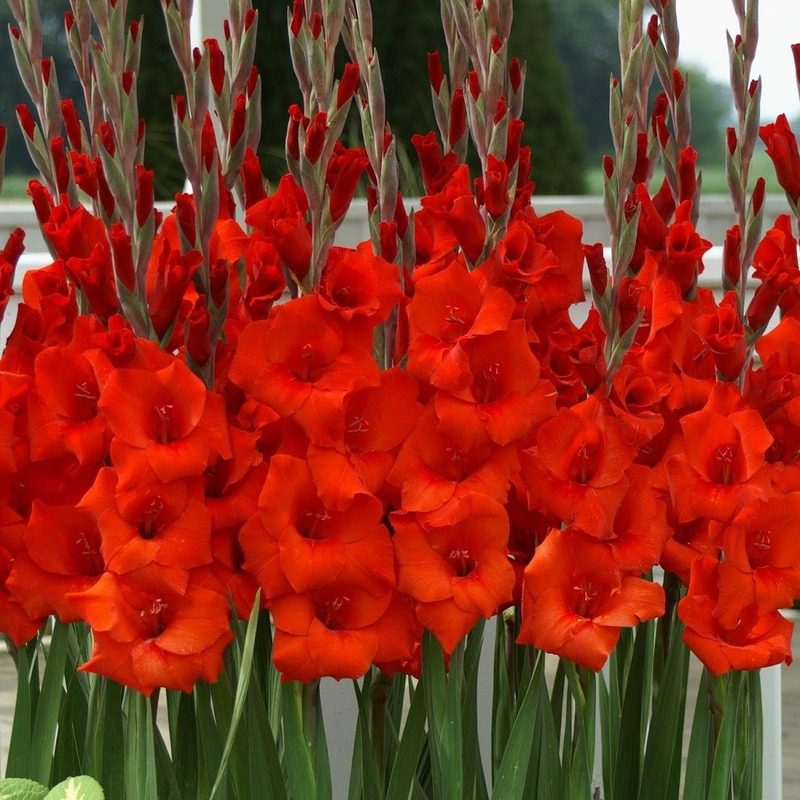 Gladiola Balans