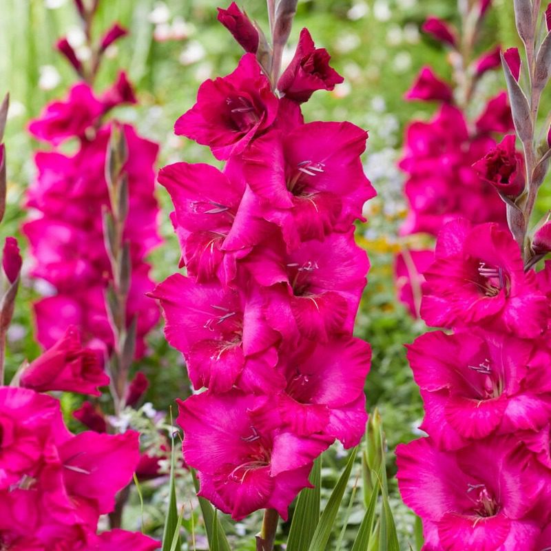 Gladiola Nivo