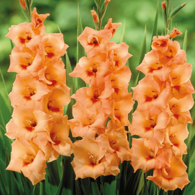 Gladiola Plaža