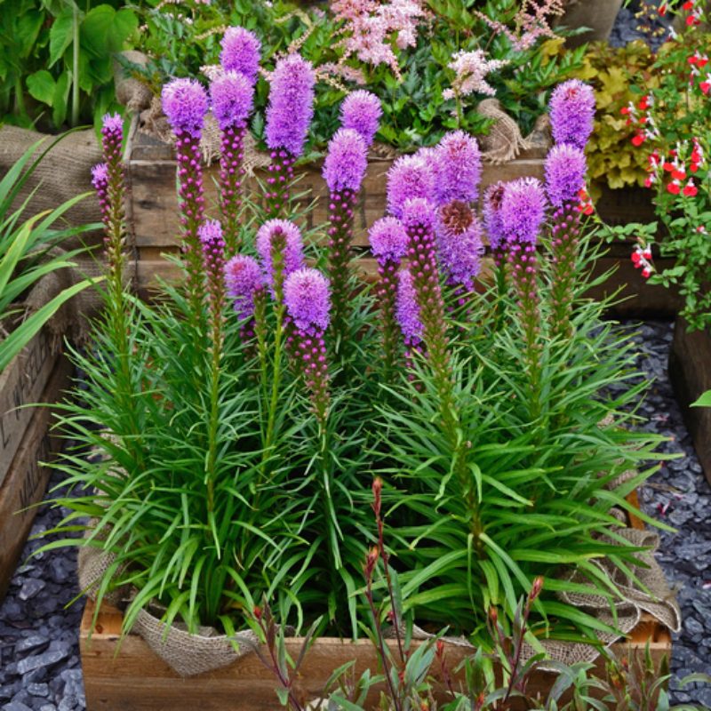 Liatris roze