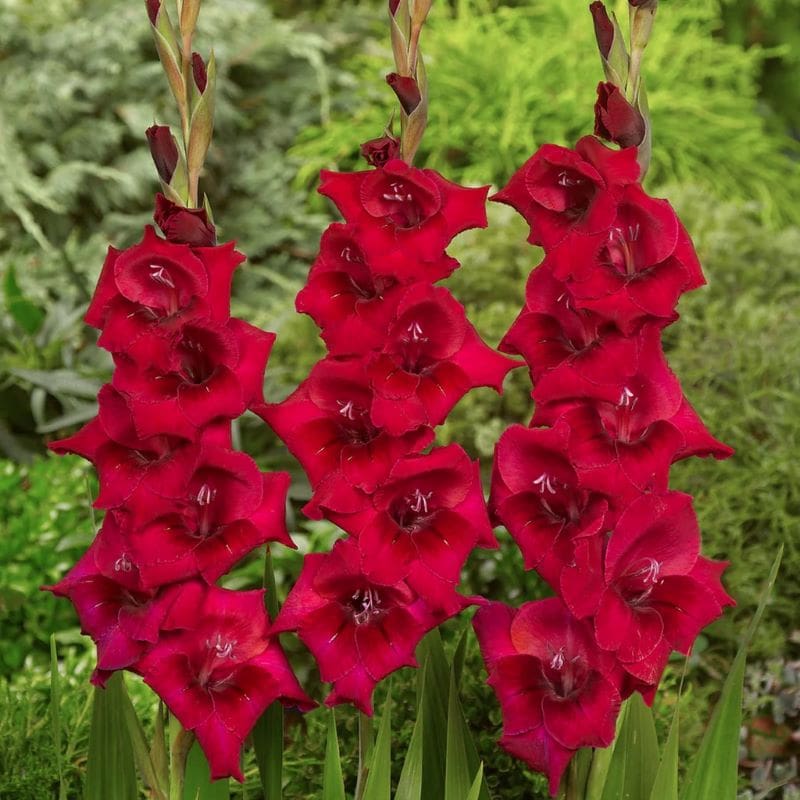 Gladiola Zrak