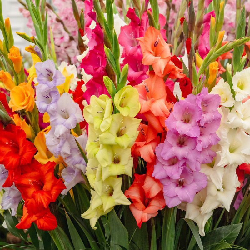 Kolekcija Gladiola Mix