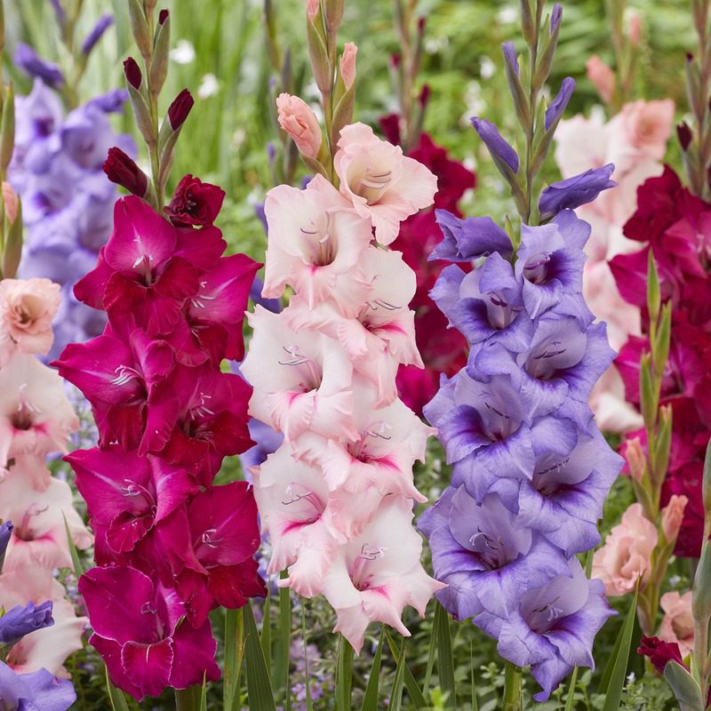 Kolekcija Gladiola Povetarac