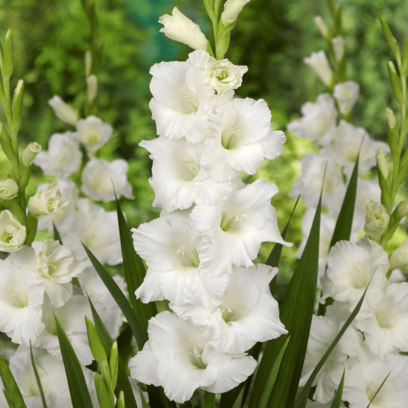 Gladiola Amsterdam