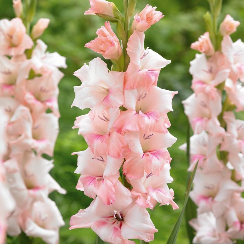 Gladiola Adrenalin