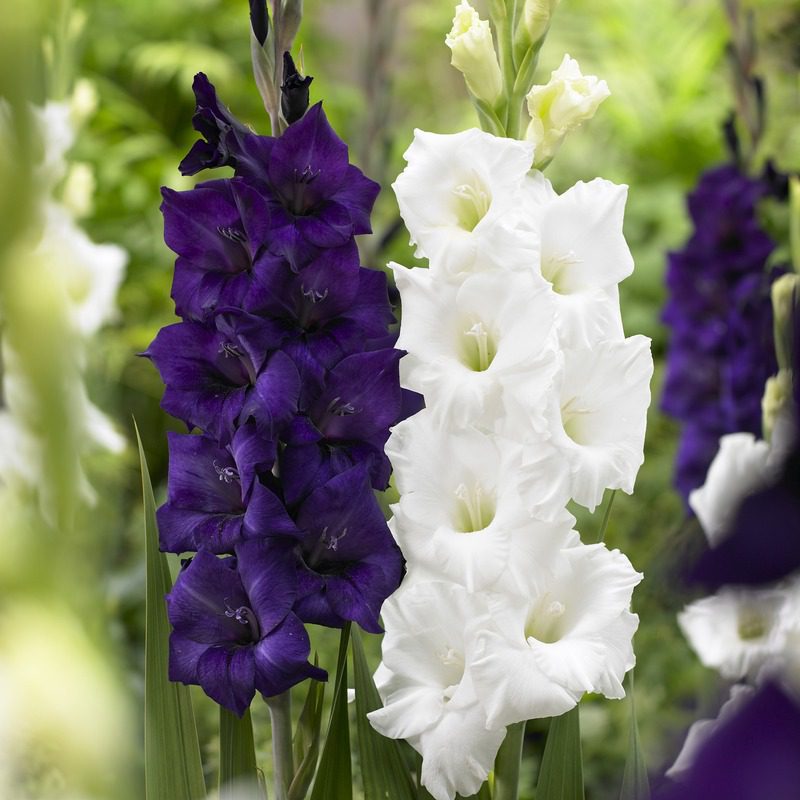 Kolekcija Gladiola Melodija