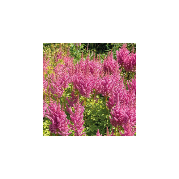 Lukovice cveće Astilbe pink 1/1