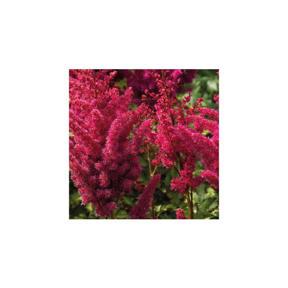 Lukovice cveće Astilbe red 1/1