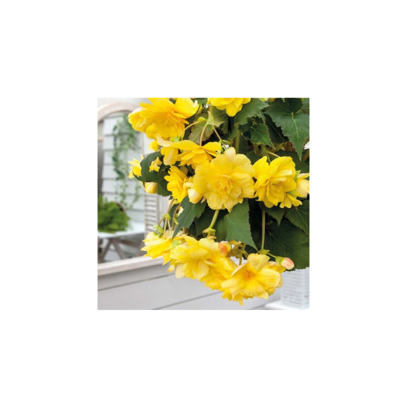 Lukovice cveće Begonia Pendula Yellow 2/1