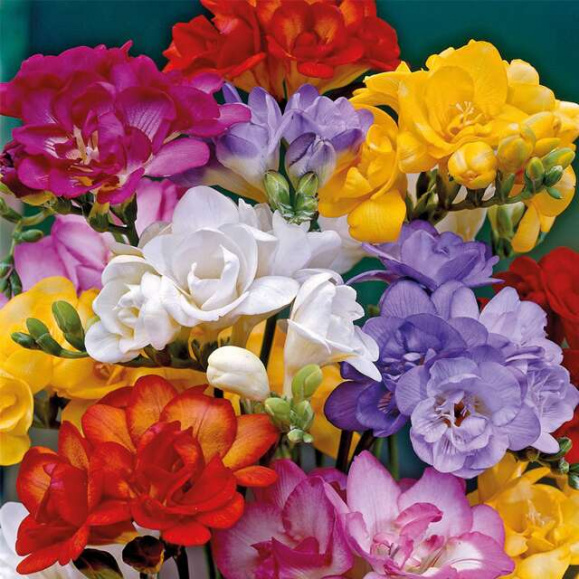 Lukovice cveće Freesia Double Mix 12/1