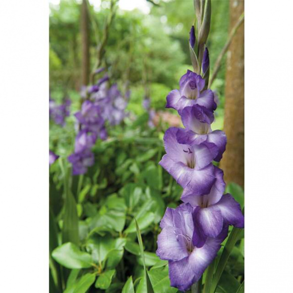 Lukovice cveće Gladiolus Largeflowering Blue Isle 8/1