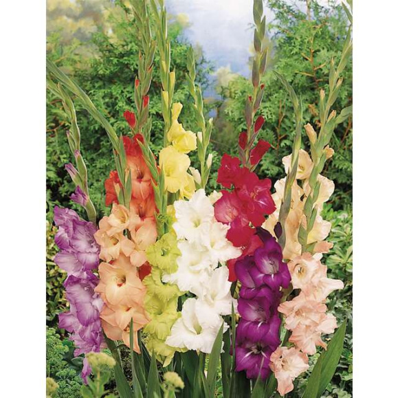 Lukovice cveće Gladiolus Largeflowering Mix 10/1