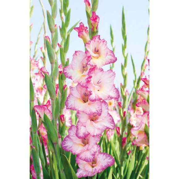 Lukovice cveće Gladiolus Largeflowering Priscilla 10/1