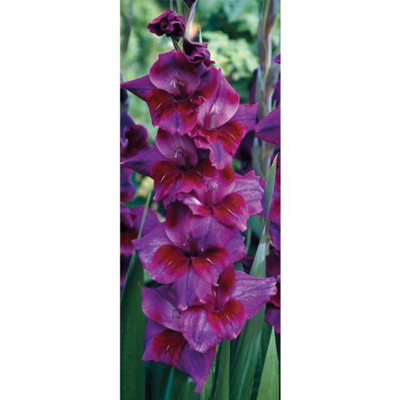 Lukovice cveće Gladiolus Largeflowering Velvet Eyes 8/1