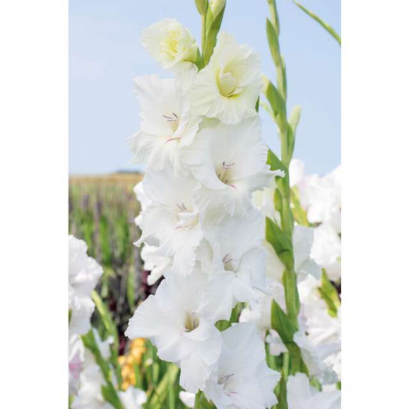 Lukovice cveće Gladiolus Largeflowering White Prosperity 10/1