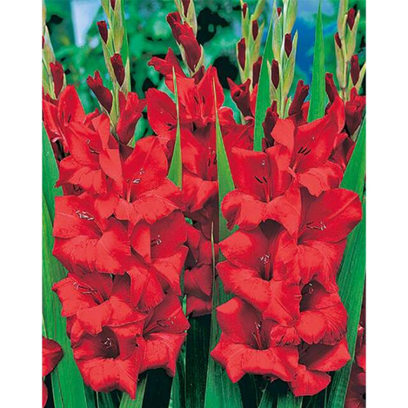 Lukovice cveće Gladiolus Largeflowering Wig's Sensation 10/1