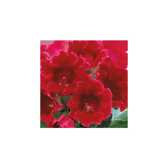 Lukovice cveće Gloxinia Roi de Rouge 2/1