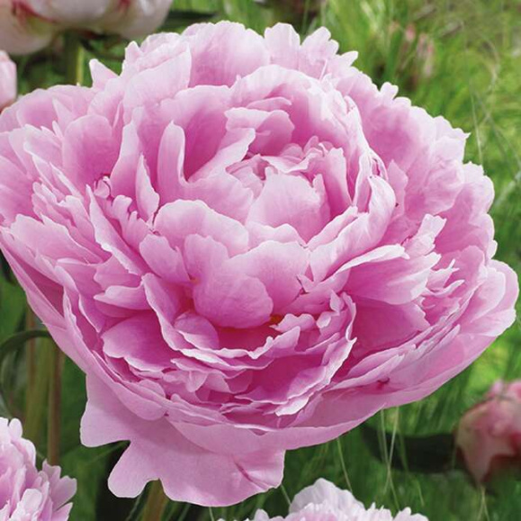 Lukovice cveće Paeonia Officinalis Pink 1/1