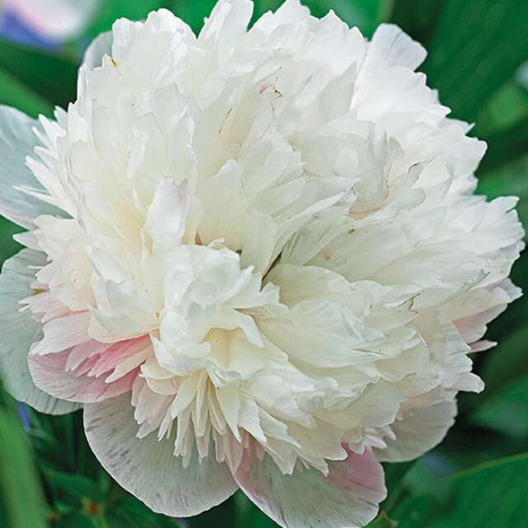 Lukovice cveće Paeonia Officinalis White 1/1