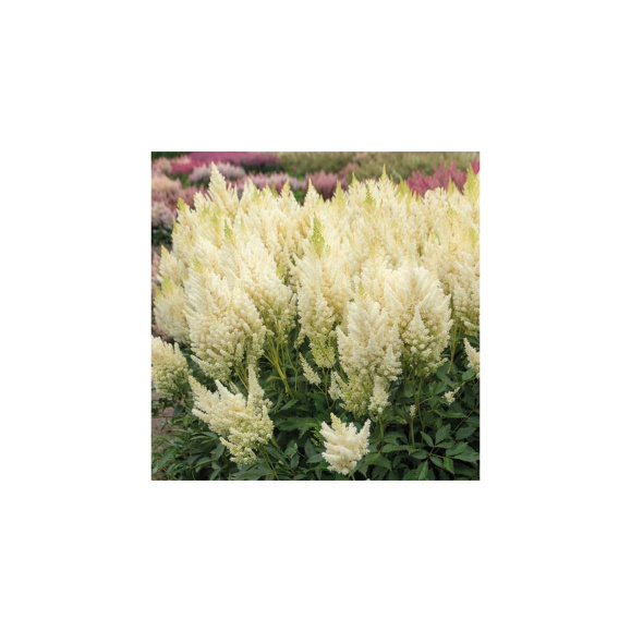 Lukovice cveće Astilbe white 1/1