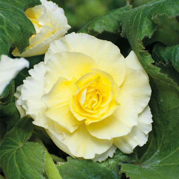 Lukovice cveće Begonia Double Yellow 3/1