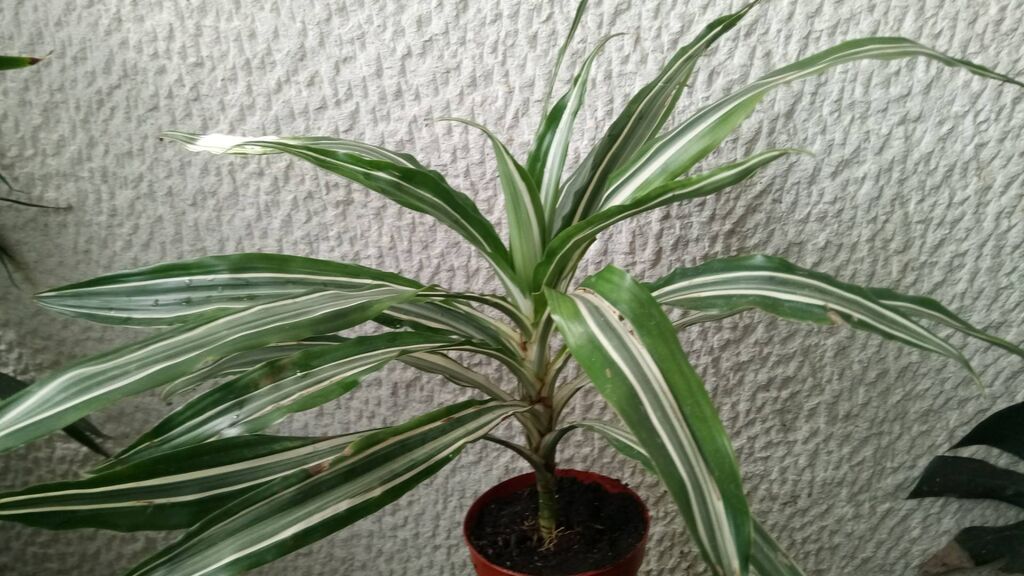 Dracena White Bird, Drvo Života, velika biljka