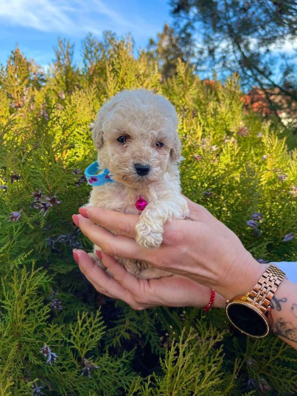 Odgajivacnica pasa „Happy Puppies“ nudi na prodaju stence patuljaste