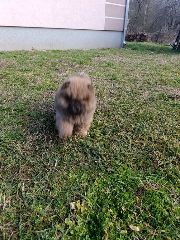 Razigrani meda ceka bas vas da usreci.ostao jos jedan muzjak,vise puta