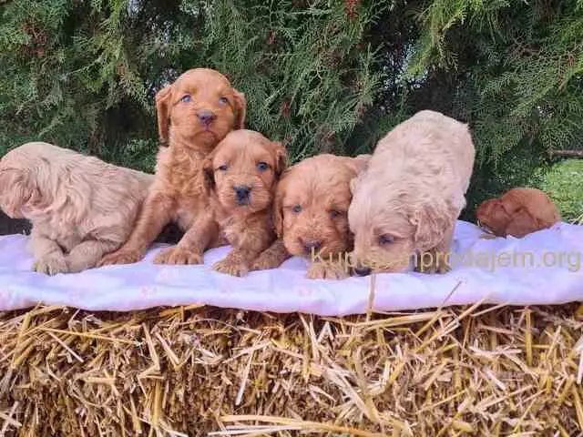 Labradoodle prelepi štenci