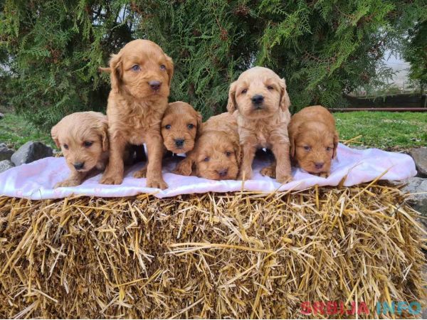 Labradoodle prelepi štenci