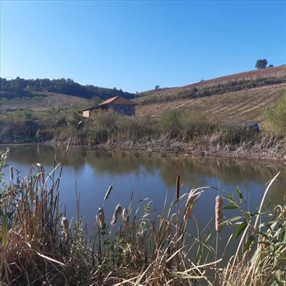 Jedinstveno! Plantaža Borovnica na imanju 4,5 ha,