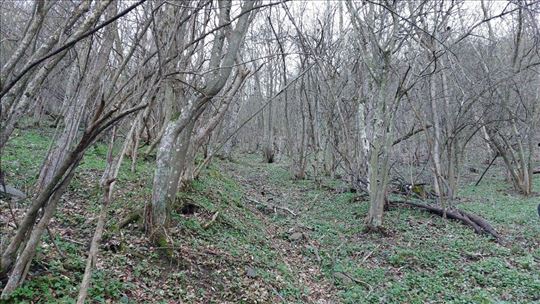 Boljevac, Rtanj - Jablanica 4ha 65a 51kvm