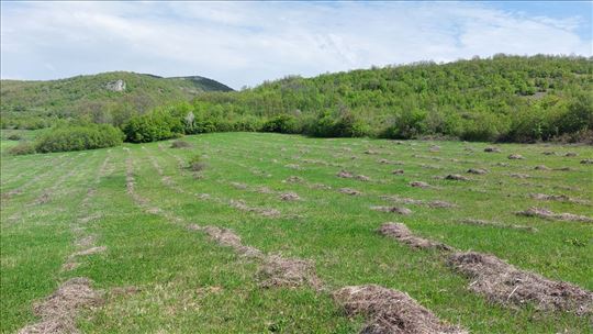 Zaječar - Gornja bela reka 3ha 23a 86kvm