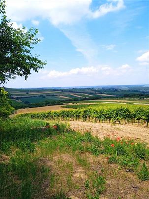 Vinograd Banoštor 7100m2 hitno