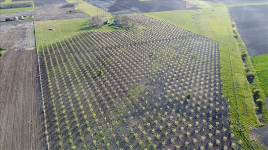 Zabalj zasad sljive na 7.4 ha / 740 ari /sa kucom