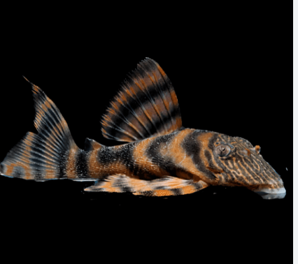 L397 Alenquer Tiger Pleco