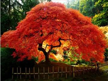 Acer saccharinum tree-Srebrni javor