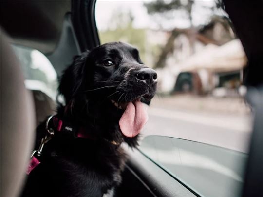 Prevoz kućnih ljubimaca, Šapa pet taxi