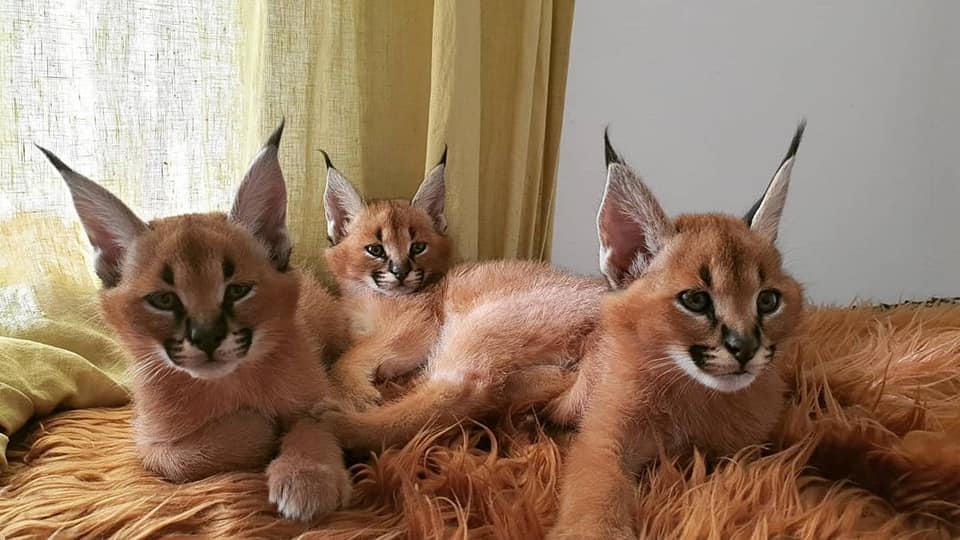 Dostupni mačići serval, caracal i caracat