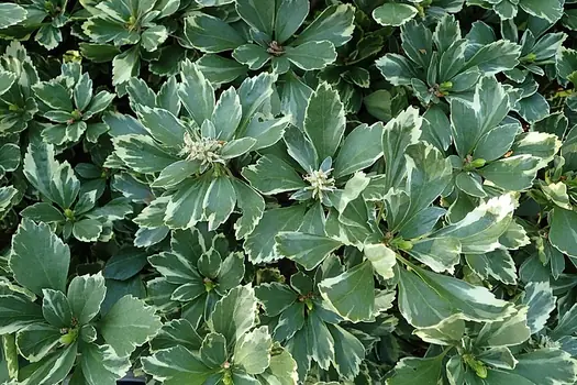 Pachysandra terminalis “Variegata”