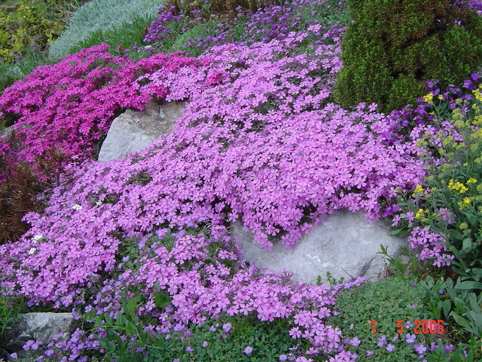 Phlox subulata