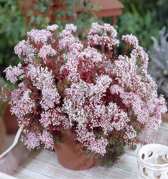 Sedum murale