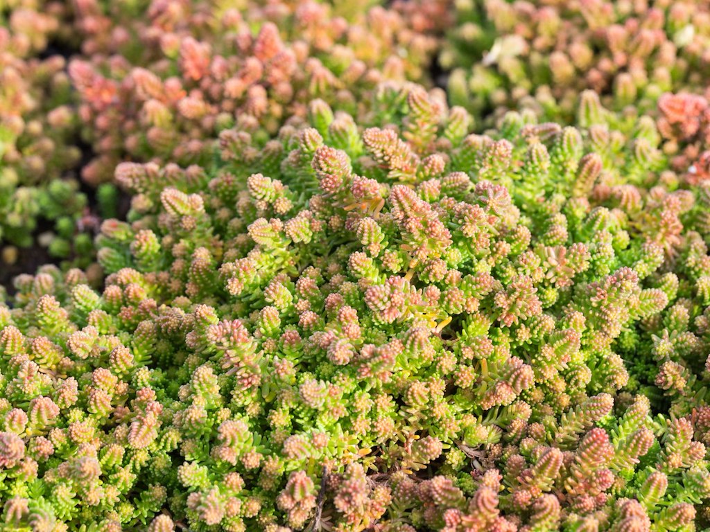 Sedum sexangulare