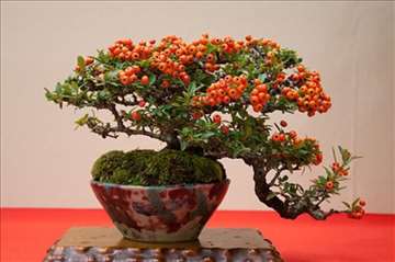 Vatreni trn (Pyracantha coccinea)