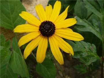 Pupavica Rudbekija