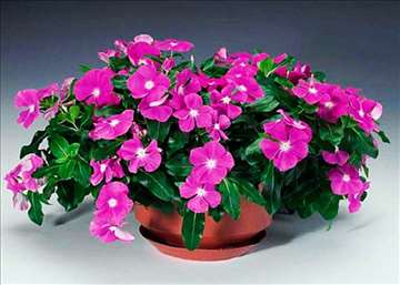 Vinka (Catharanthus roseus)