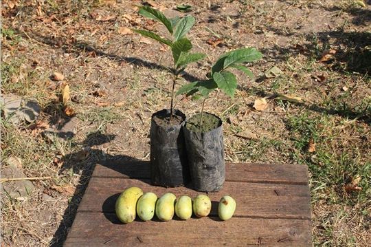 Asimina triloba (Indijanska banana) sadnice